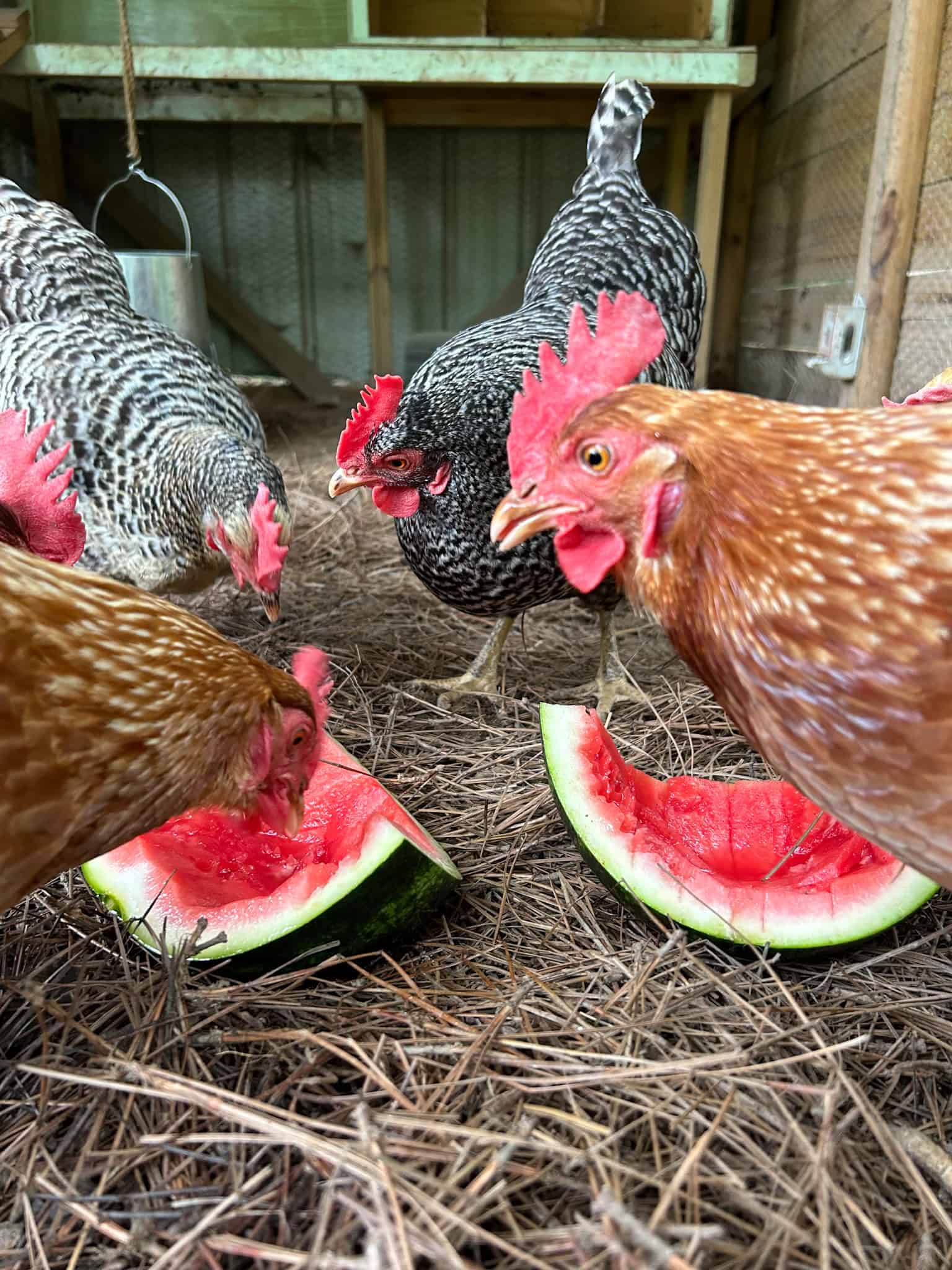 Keeping chickens cool in the summer - Chasing Our Simple